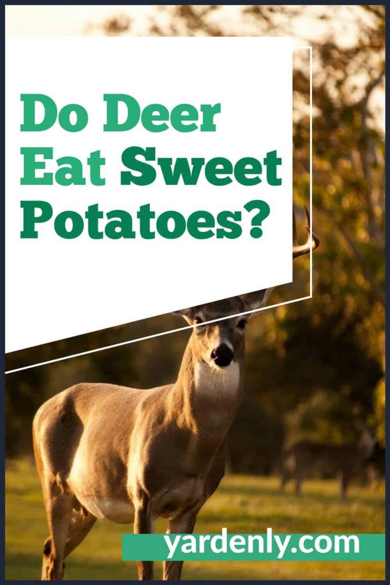 Will Deer Eat Sweet Potato Vine