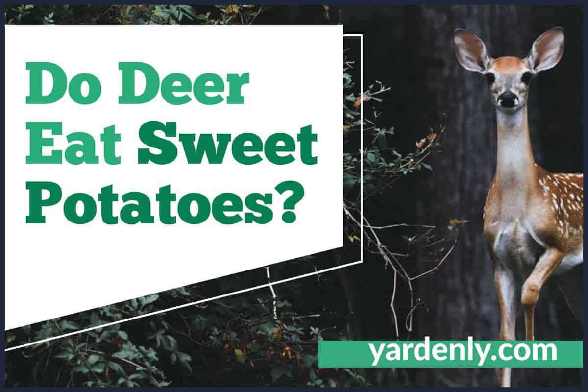 Will Deer Eat Sweet Potato Vine