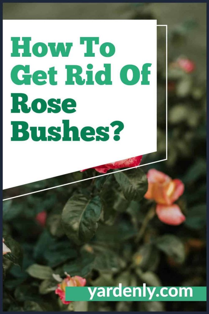 How to Get Rid Of Rose Bushes