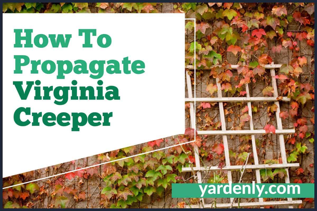 How To Propagate Virginia Creeper