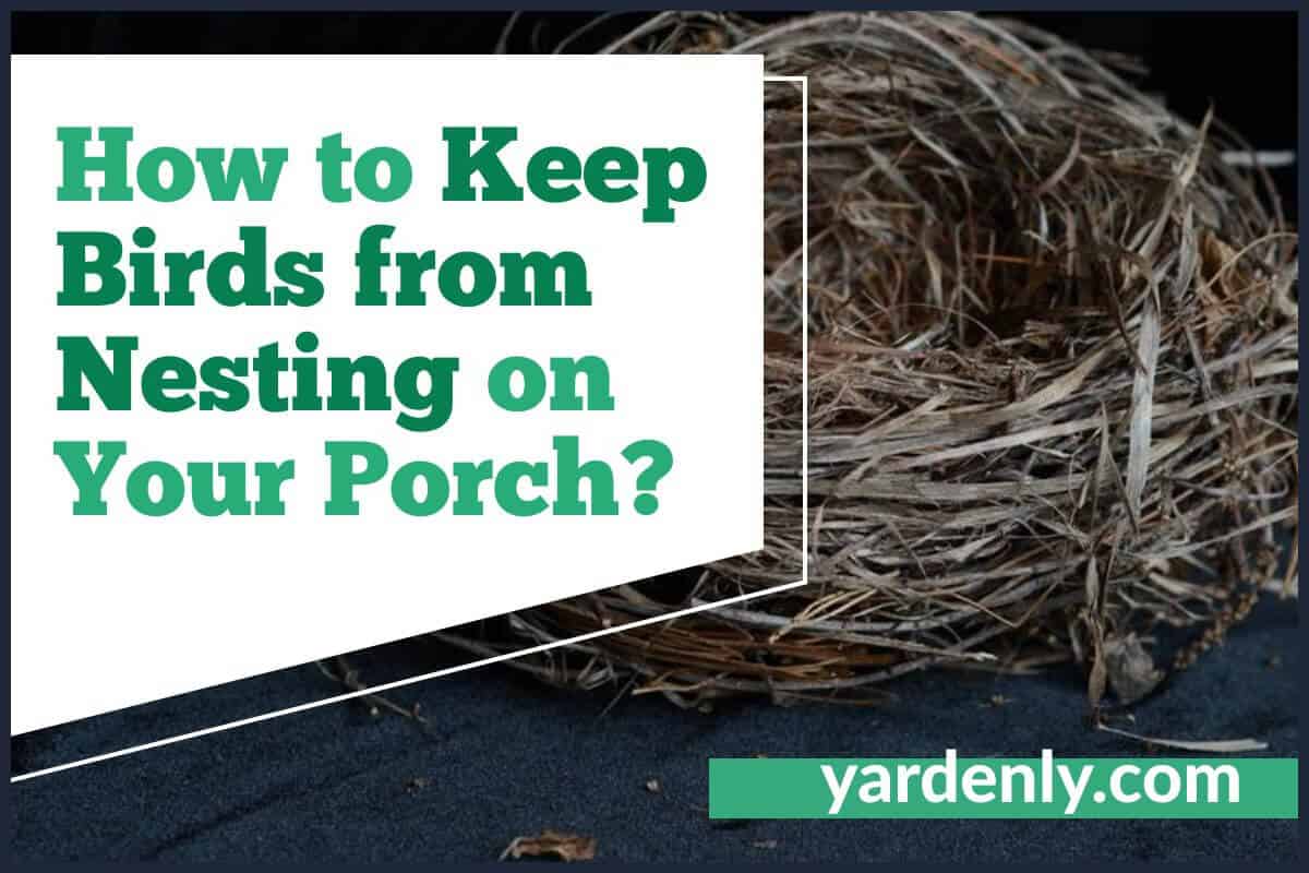How to Keep Birds from Nesting on Your Porch
