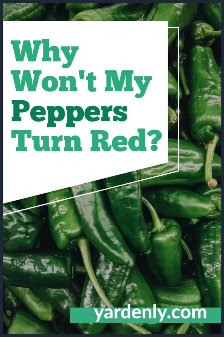 Why Won’t My Peppers Turn Red