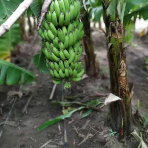 How Deep Are Banana Tree Roots