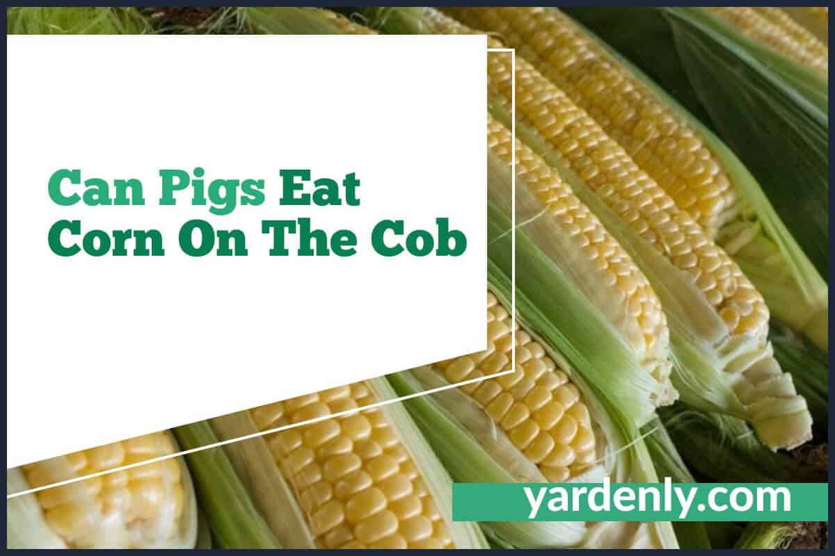 Can Pigs Eat Corn On The Cob