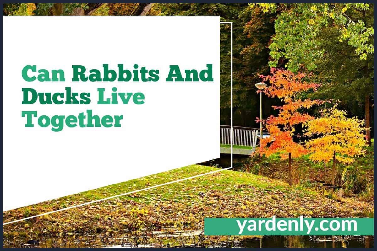 Can Rabbits And Ducks Live Together