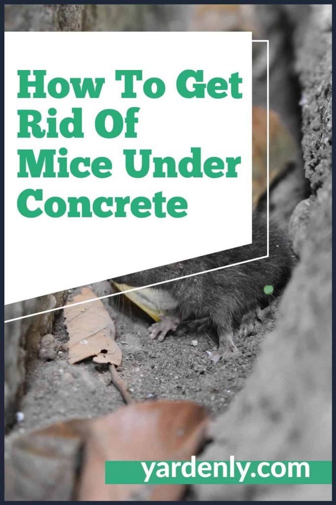 How To Get Rid Of Mice Under Concrete