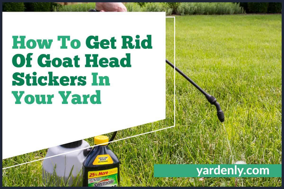 How To Get Rid Of Goat Head Stickers In Your Yard