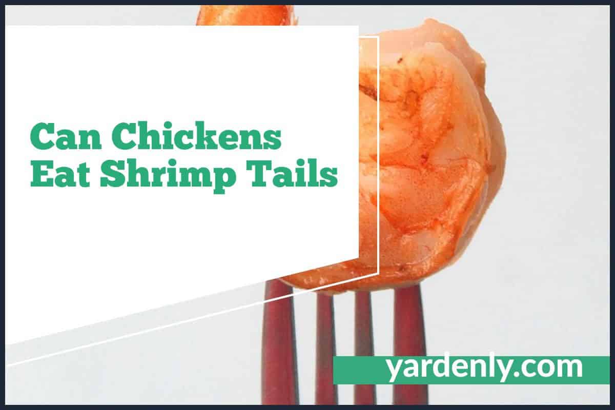 Can Chickens Eat Shrimp Tails