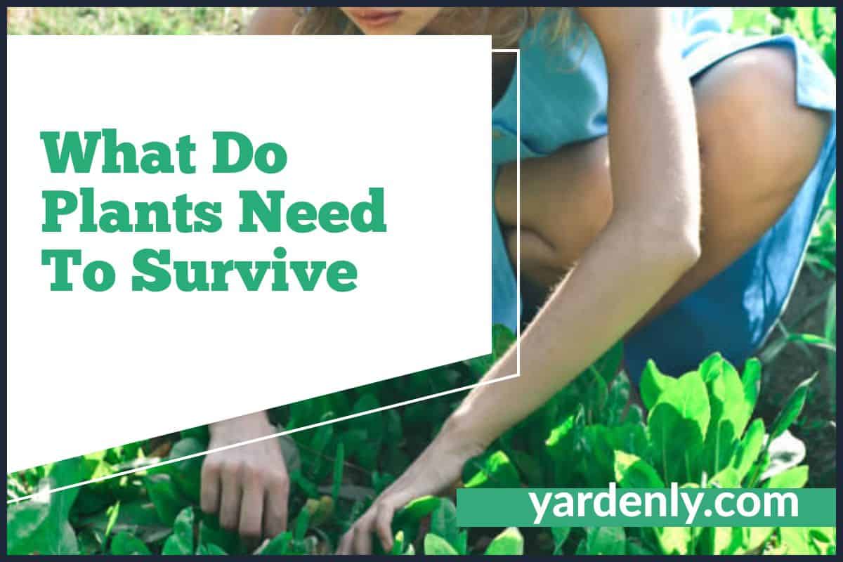 What Do Plants Need To Survive
