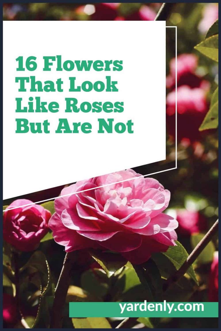 16 Flowers That Look Like Roses But Are Not