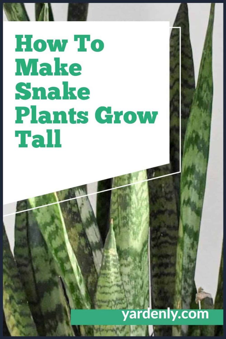 How To Make Snake Plants Grow Tall