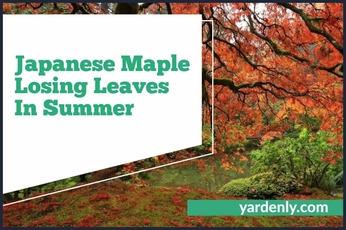 Japanese Maple Losing Leaves In Summer
