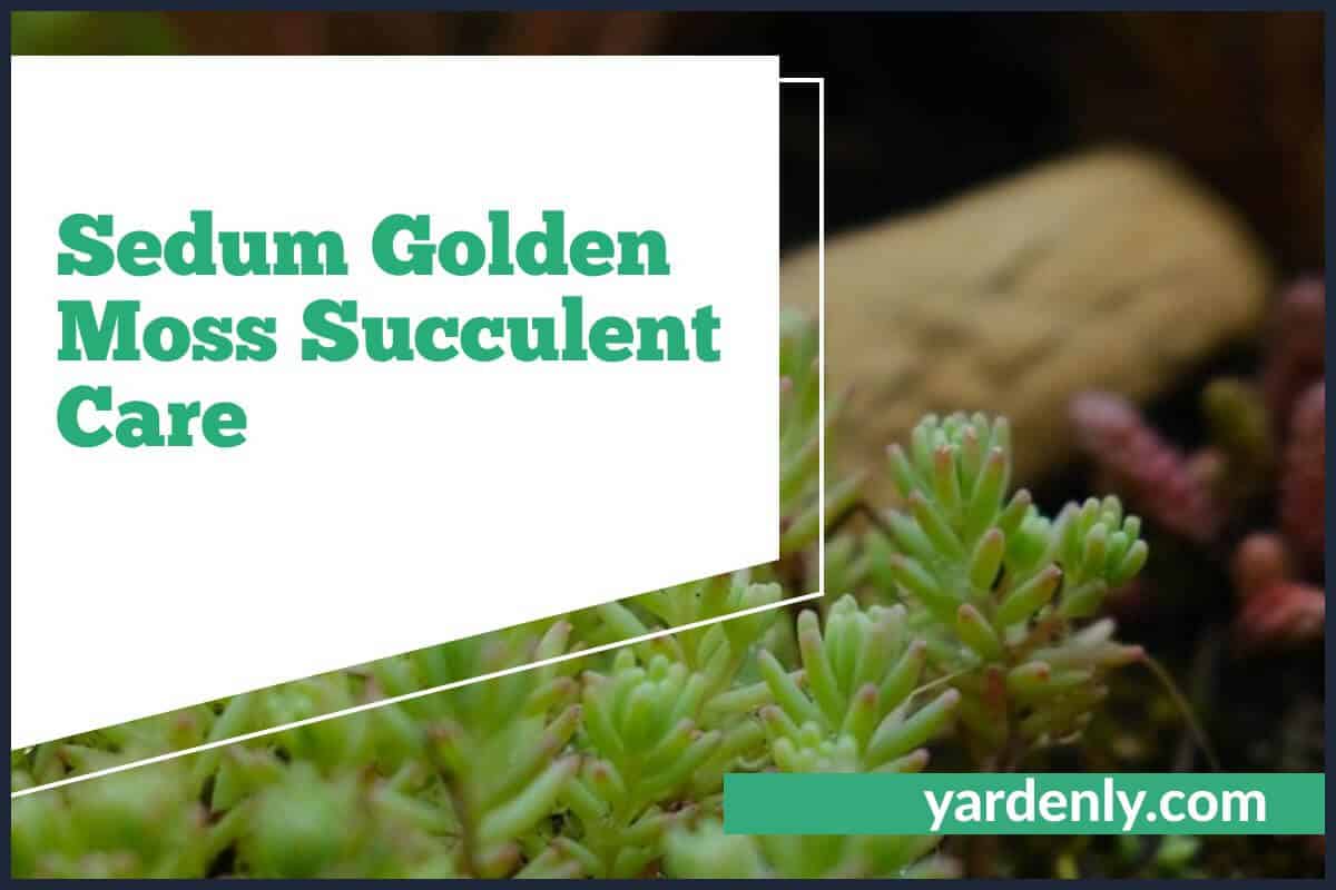 Sedum Golden Moss Succulent Care