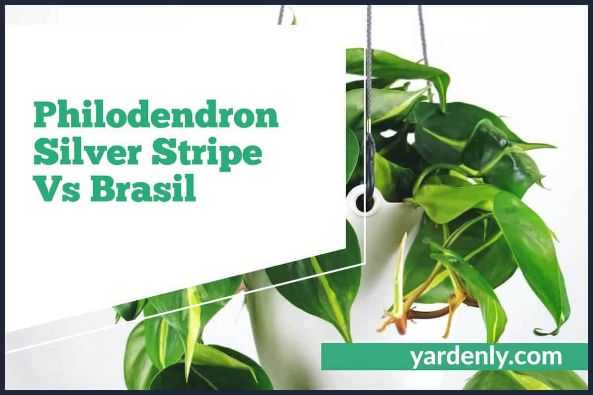 Philodendron Silver Stripe Vs Brasil