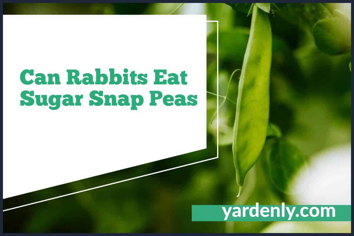 Can Rabbits Eat Sugar Snap Peas