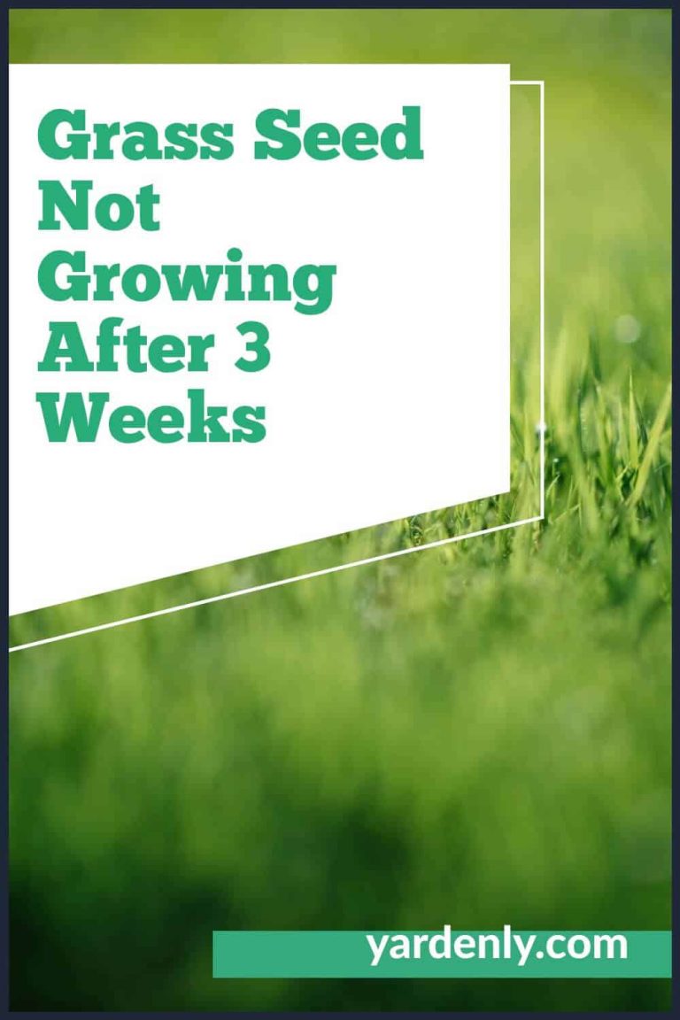 Grass Seed Not Growing After 3 Weeks