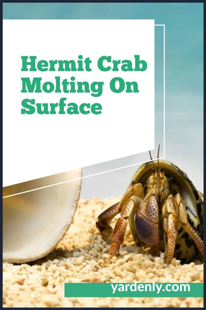 Hermit Crab Molting On Surface