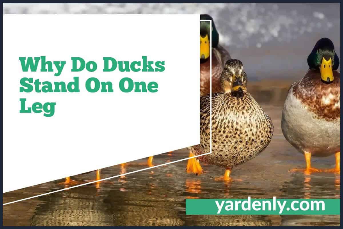 Why Do Ducks Stand On One Leg