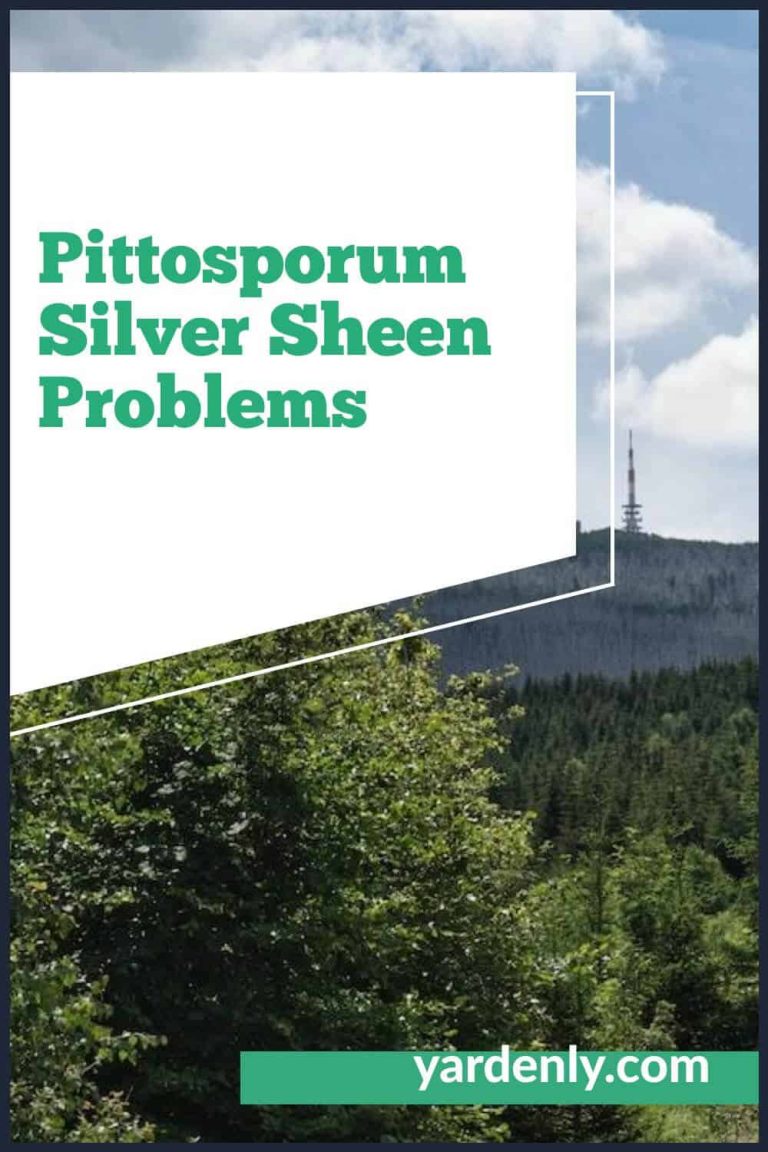 Pittosporum Silver Sheen Problems