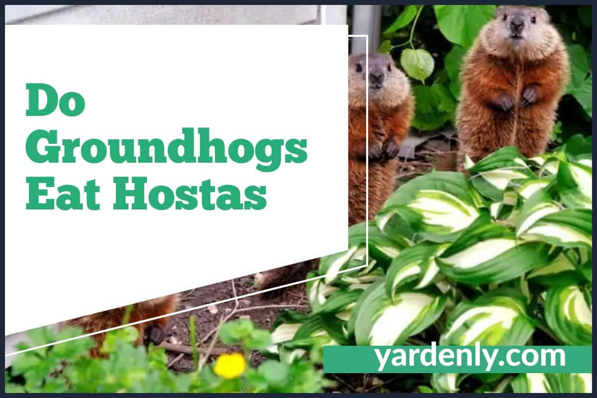 Do Groundhogs Eat Hostas