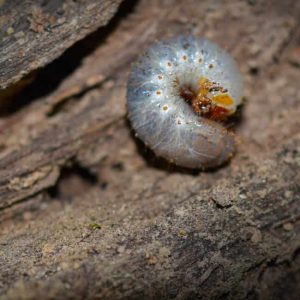 Do Grubs Turn Into June Bugs
