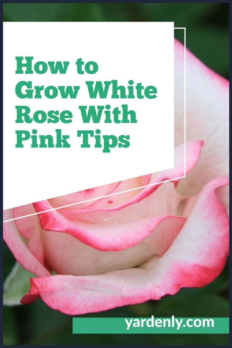 How to Grow White Rose With Pink Tips