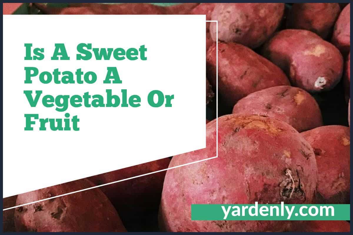 Is Potato A Vegetable Or Not? | Are potatoes considered a grain? – BLGQMG