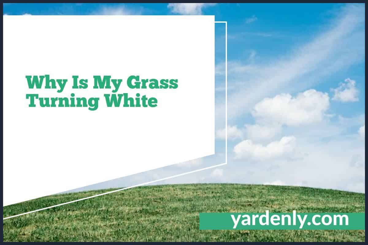 Why Is My Grass Turning White