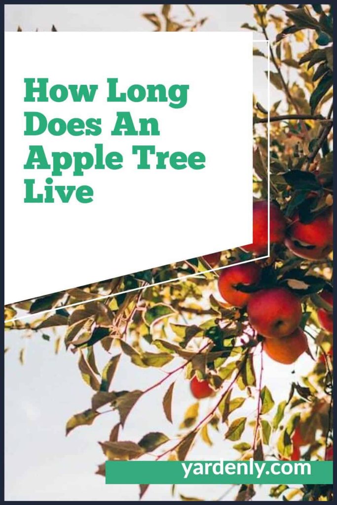 Understanding the Lifespan & Fruit-Yielding Factors of an Apple Tree