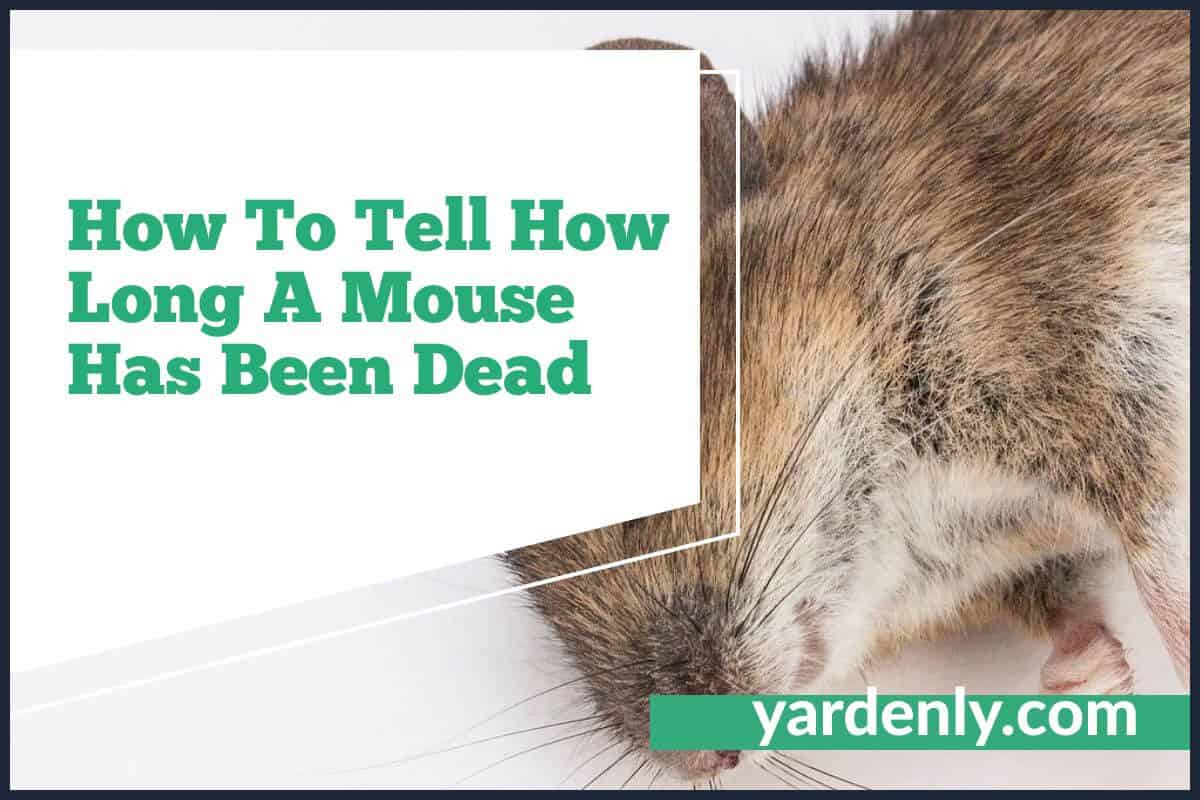 Decoding Time of Death for Mice: Key Insights and Infestation Control