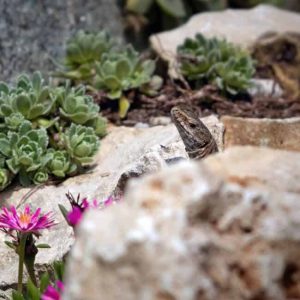 Guide to Catching and Identifying Salamanders in Your Home