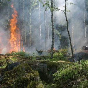 Determining When It’s Too Windy For A Fire: Campfires & Fire Pits