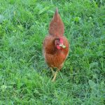 Can Chickens Eat Clover? Your Guide to Healthy Poultry Feeding