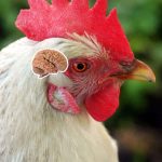 Unraveling The Myths: The Fascinating Truth About Chicken Brains