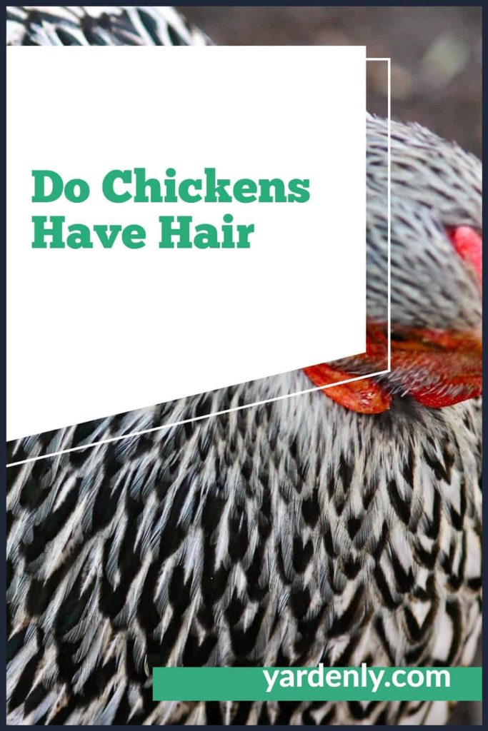 Are Those Tiny Hairs on Your Chicken Wing? Uncover The Truth!