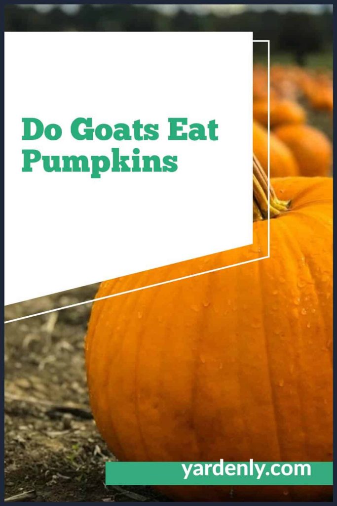 Can Goats Eat Pumpkin? Exploring the Nutritional Benefits