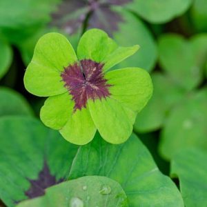 Can Chickens Eat Clover? Your Guide to Healthy Poultry Feeding