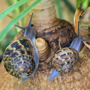 Ducks: Natural Pest Control for Snails and Slugs