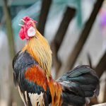 Humanely Reduce Rooster Noise: Restoring Peace & Maintaining Flock