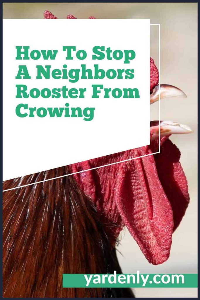 Humanely Reduce Rooster Noise: Restoring Peace & Maintaining Flock