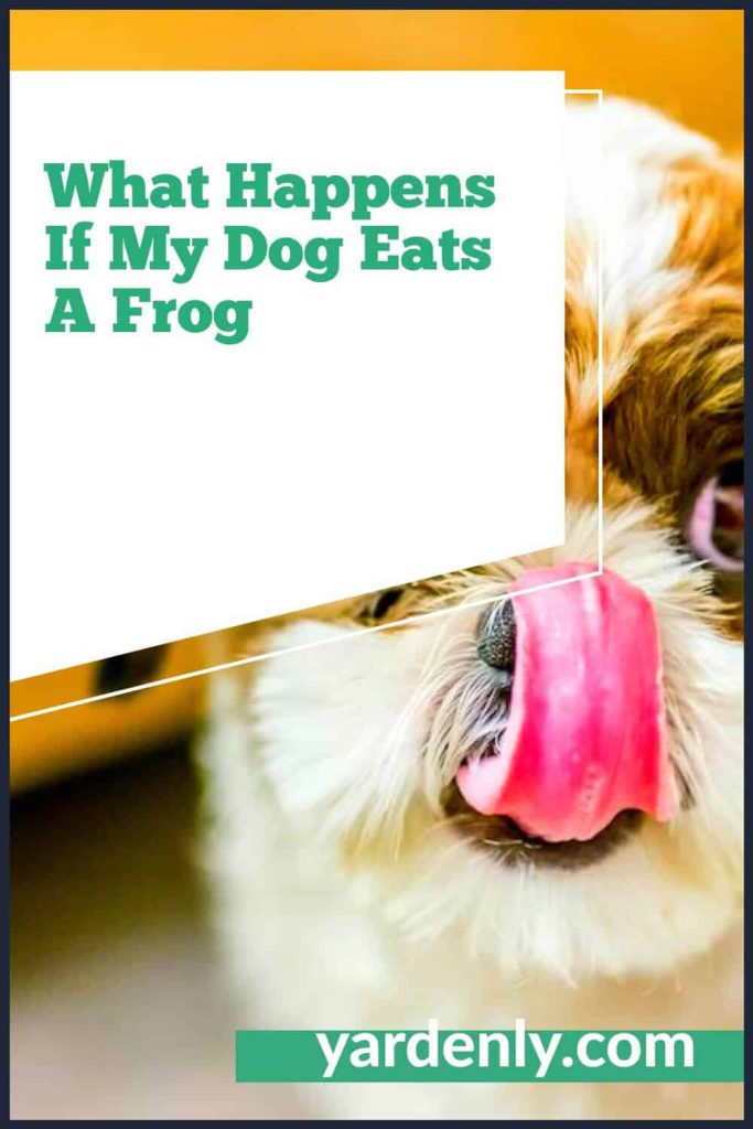 The Dangers of Dogs Ingesting Toads: Understanding Toxicity