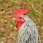 Humanely Reduce Rooster Noise: Restoring Peace & Maintaining Flock
