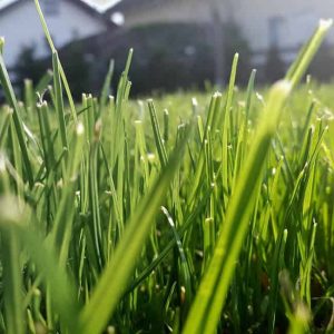 How to Deal with a Neighbor’s Overgrown Lawn: A Guide