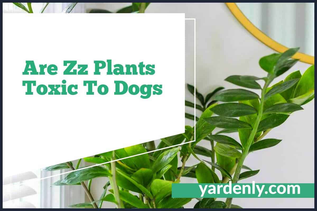 Are ZZ Plants Toxic? Unveiling the Truth for Pets & Children