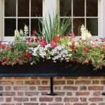 Best Trailing Plants to Enhance Your Window Boxes
