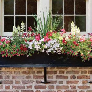 Best Trailing Plants to Enhance Your Window Boxes