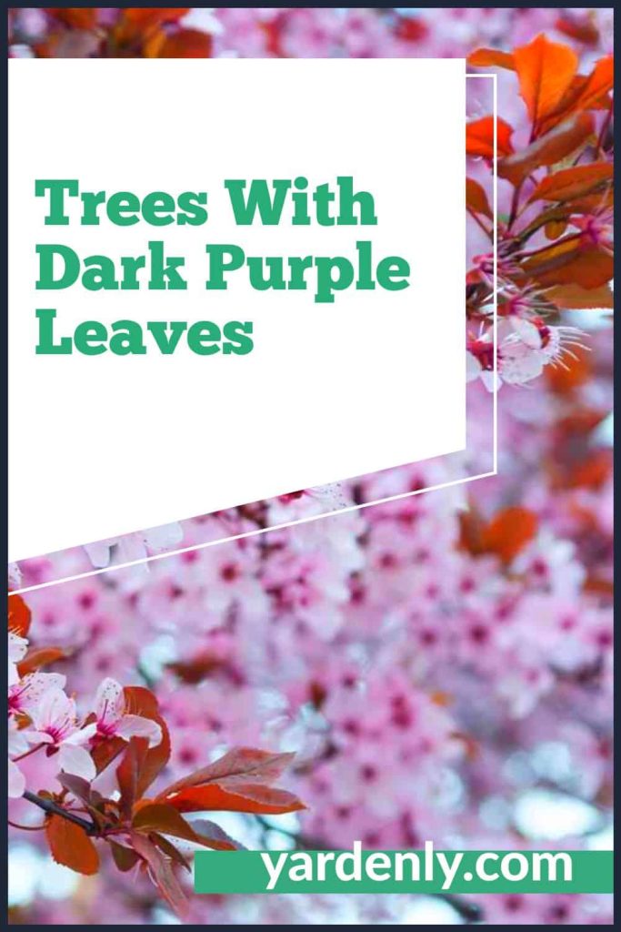 Top Trees with Stunning Dark Purple Foliage for Your Landscape