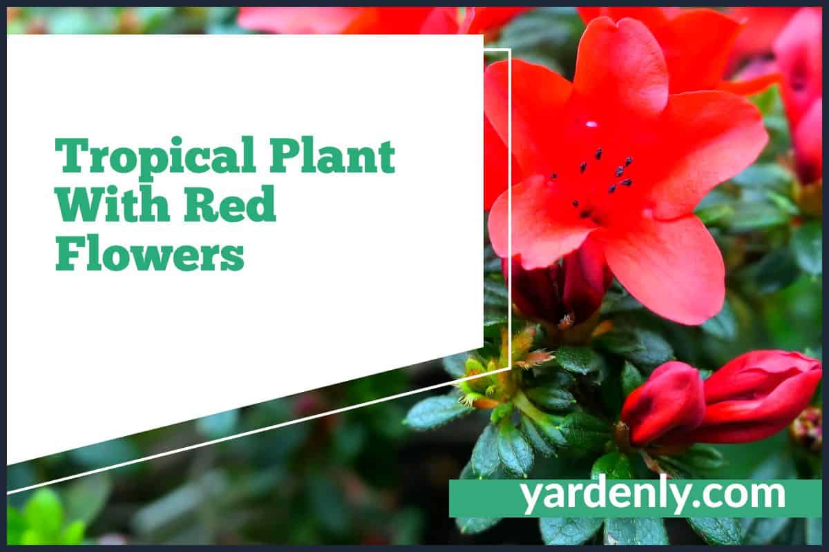 Brighten Your Home with Red Anthuriums and other Tropical Plants