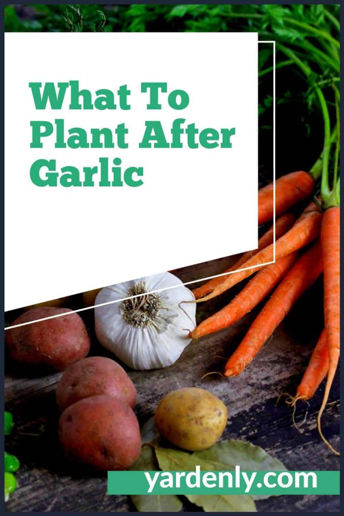 Effective Crop Rotation: What to Plant After Garlic Harvest