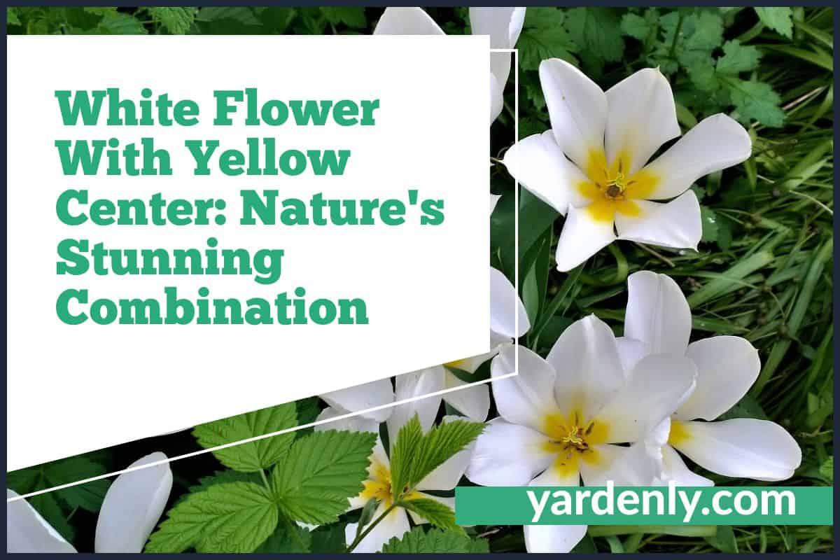 Discover Stunning White Flowers with Yellow Centers